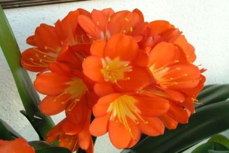 CLIVIA MINIATA, UN SUPERB CRIN DE APARTAMENT
